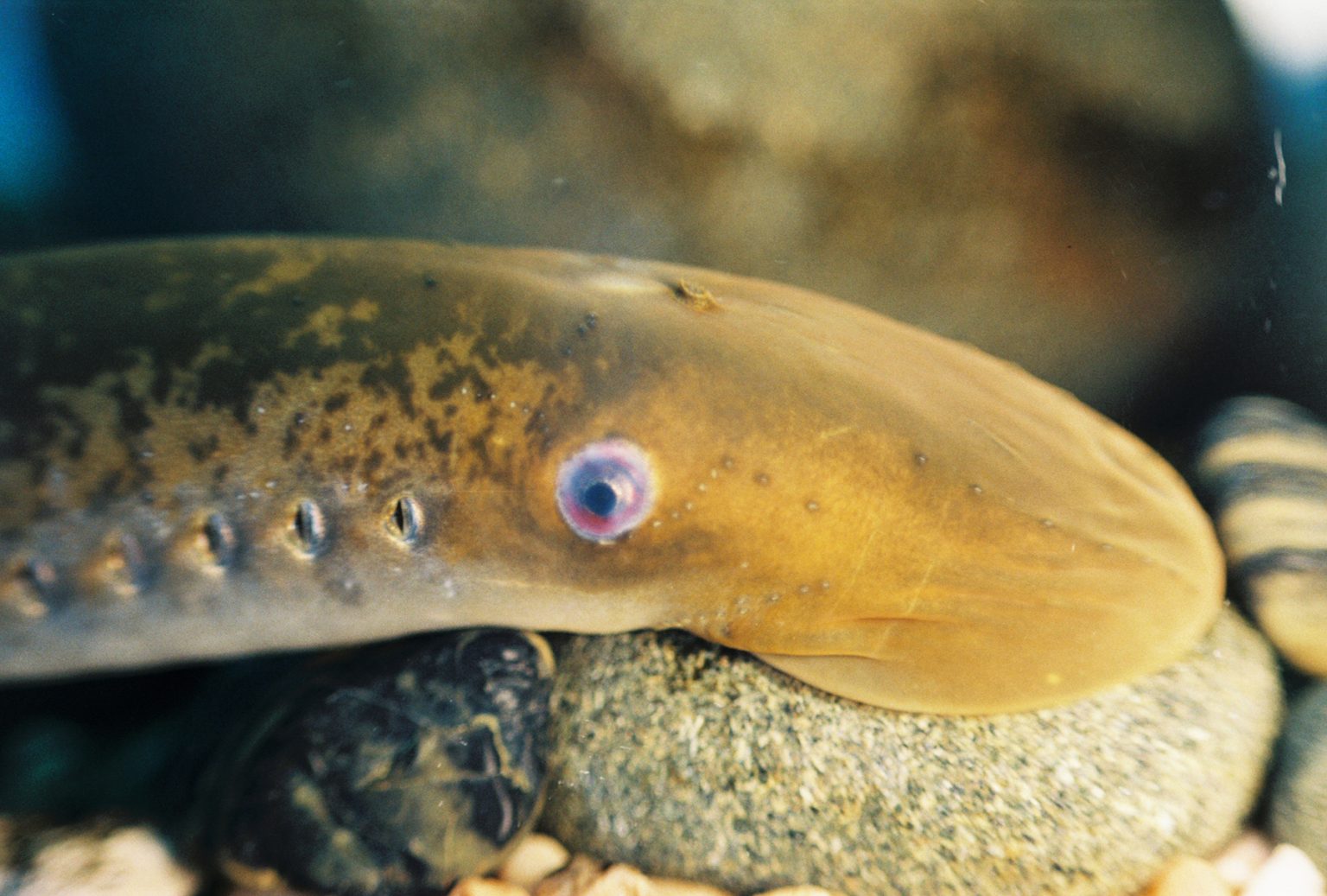 Learning from History: The Sea Lamprey Legacy of the Great Lakes ...