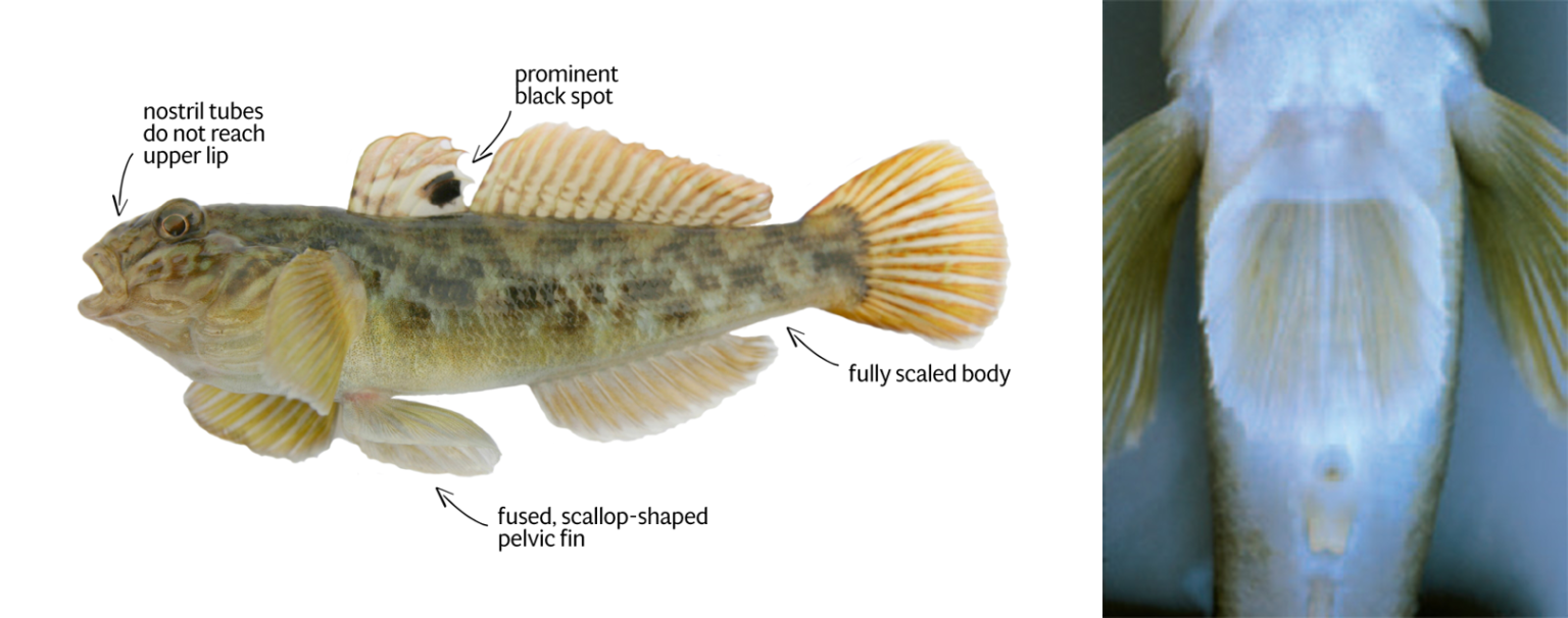 Fishing for facts: how is the Round Goby so successful? - State of the Bay