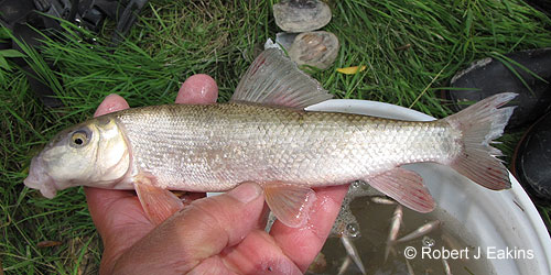 Spring Signals Spawning Season | State of the Bay